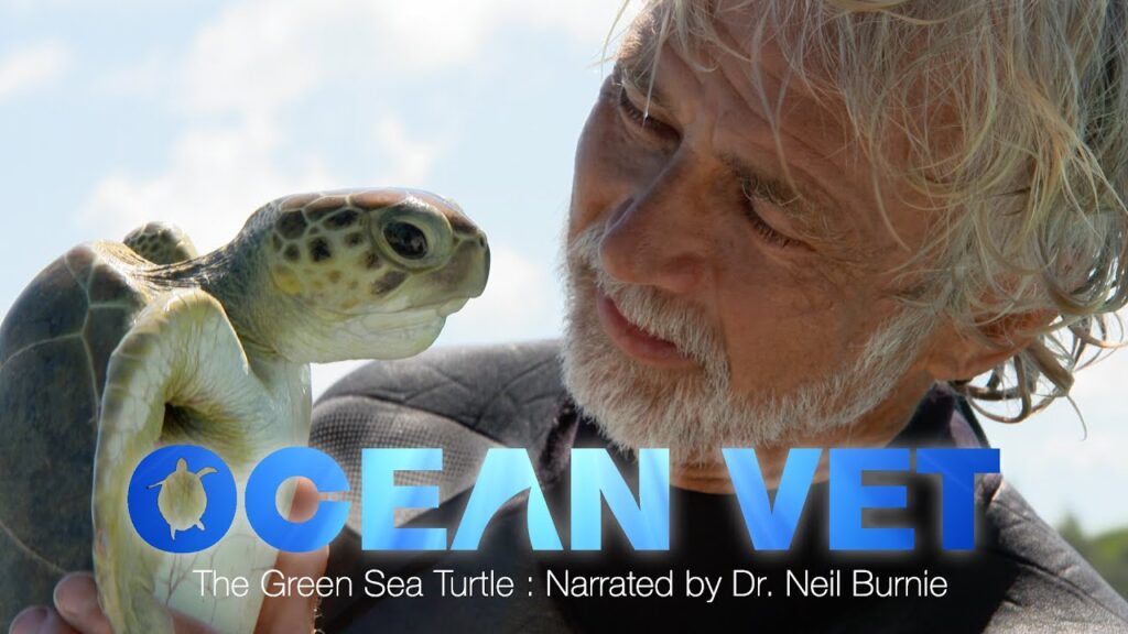 Dr. Neil Burnie ‘Ocean Vet’ – The Green Sea Turtle – Narrated by ...